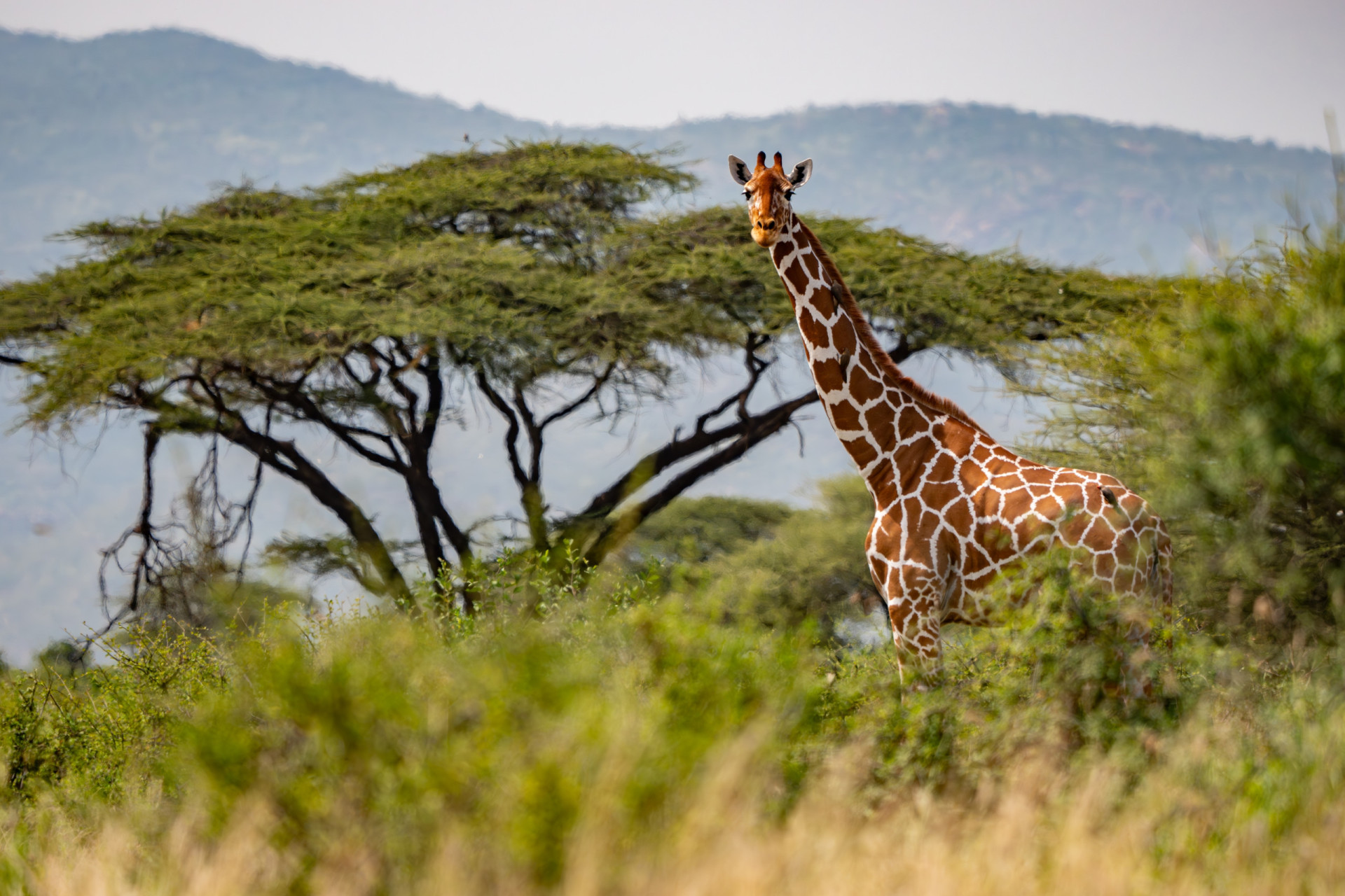 Des faits étonnants que vous ne connaissiez pas sur les girafes