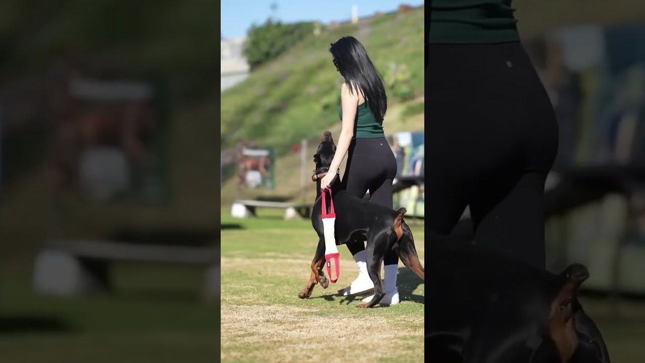 What's Not to Love About Working Dogs?