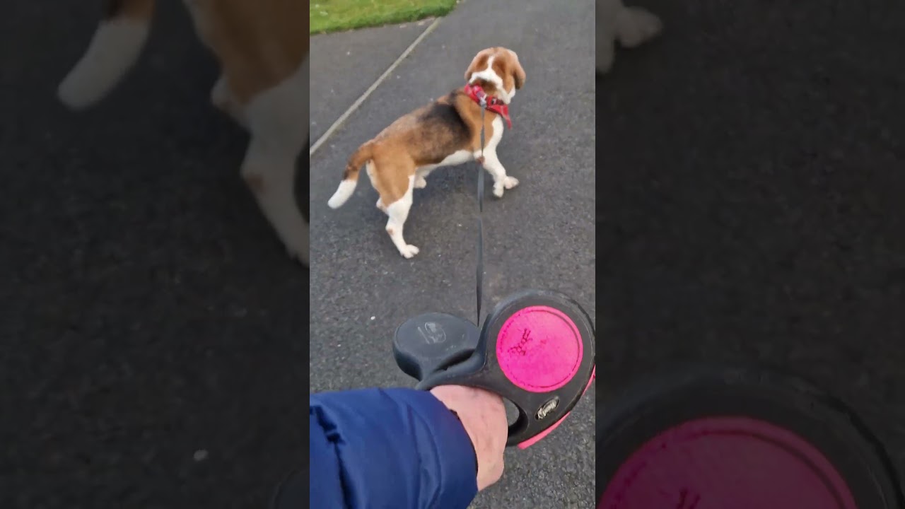 Trying to take a walk with silly beagles
