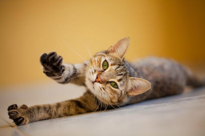 10 Noises Your Cat Makes—and What They All Mean