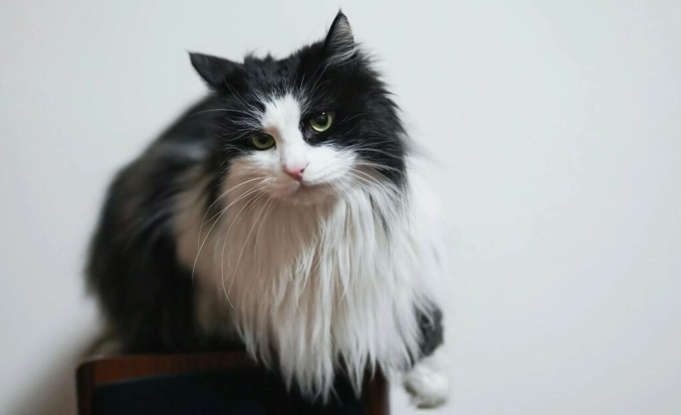 15 Vital Tips For Caring for Your Senior Cat 15 Vital Tips For Caring for Your Senior Cat
