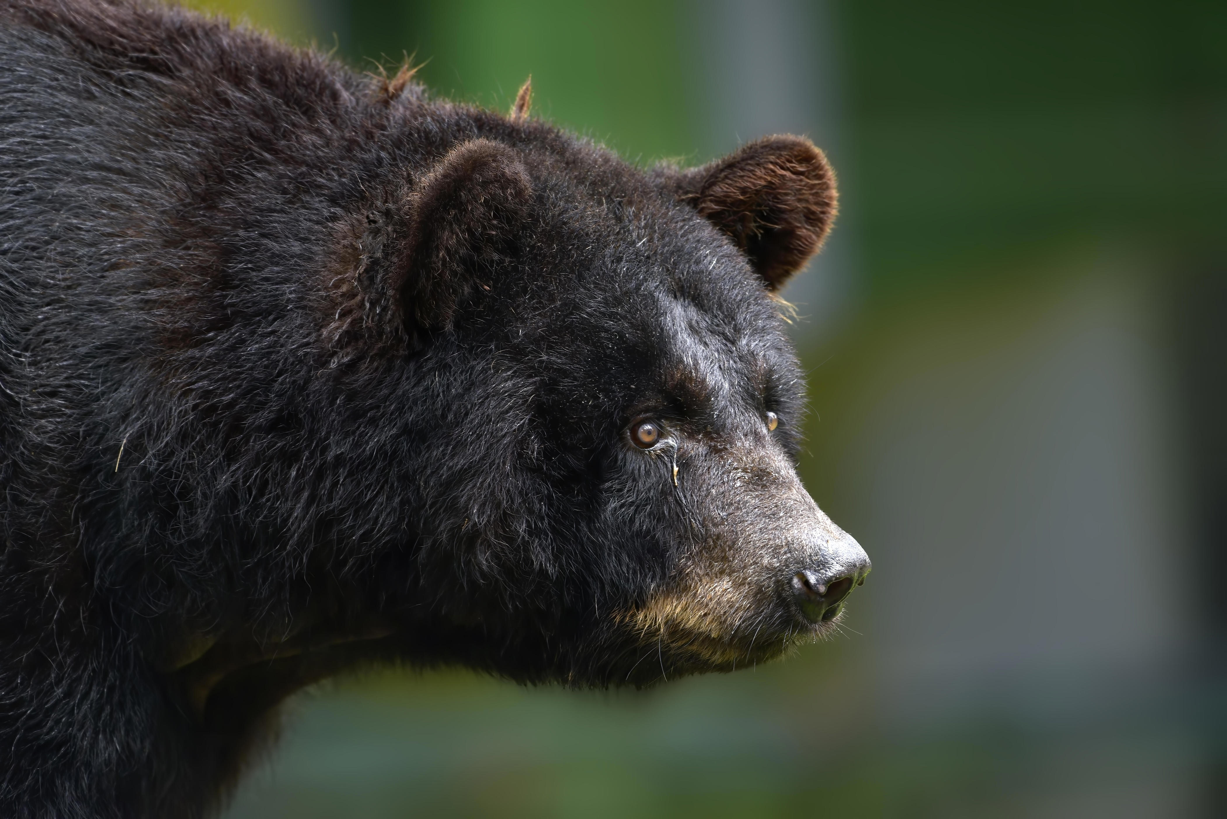 Florida Officials Advance Plan For First Black Bear Hunt Since 2015