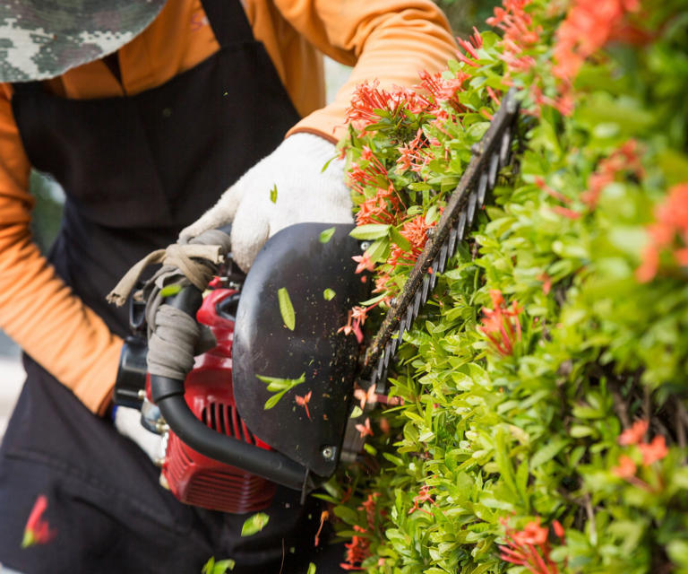 7 ways to avoid bad hedge cutting – gardening professionals reveal the ...