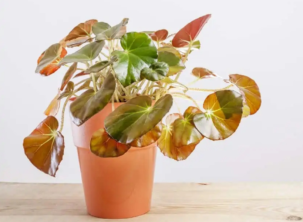 Begonia erythrophylla: guía completa de cuidados, características y ...