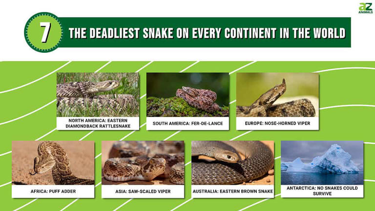 The Deadliest Snake on Every Continent in the World