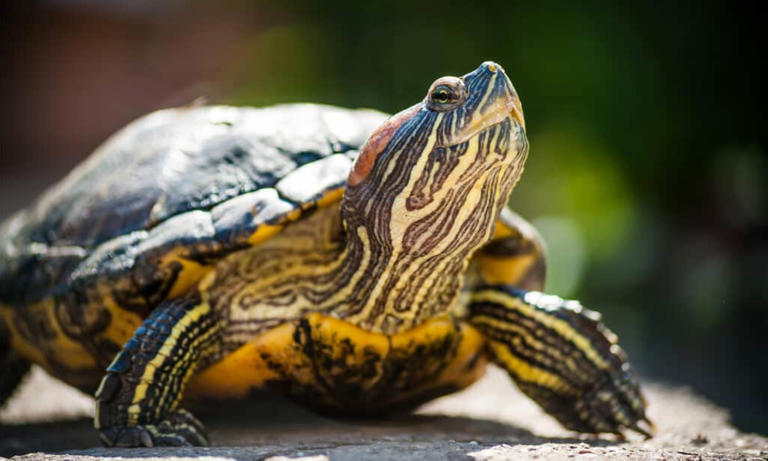 Red-Eared Slider vs. Painted Turtle: What are the Differences?