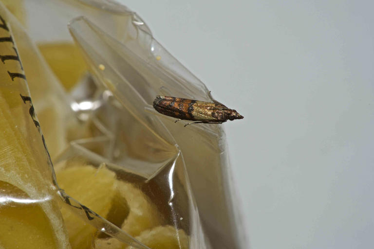 How To Get Rid Of Pantry Moths