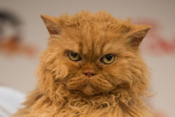 12 Orange Cat Breeds That Have Head-Turning Coats