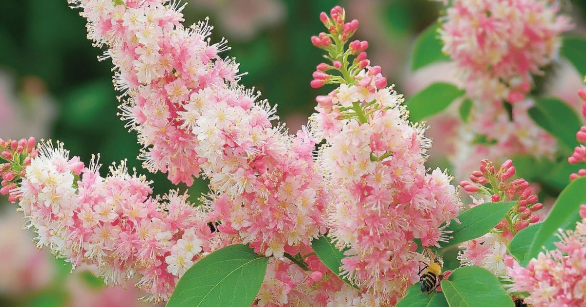 Love Hydrangeas? You’ll Adore These 34 Blooming Beauties Love Hydrangeas? You’ll Adore These 34 Blooming Beauties