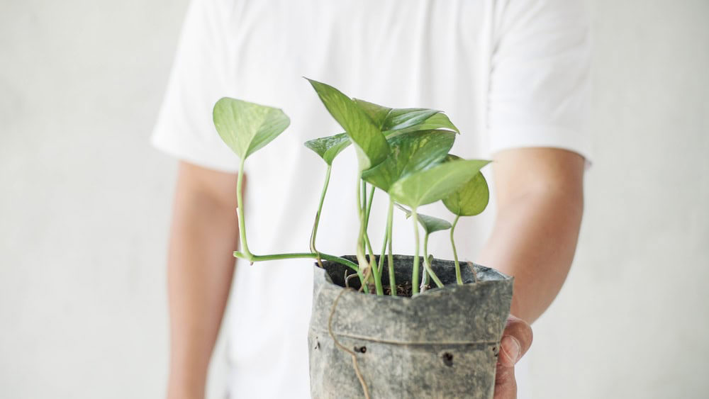 Avoid These 8 Pothos Mistakes for a Healthier, Happier Plant Avoid These 8 Pothos Mistakes for a Healthier, Happier Plant