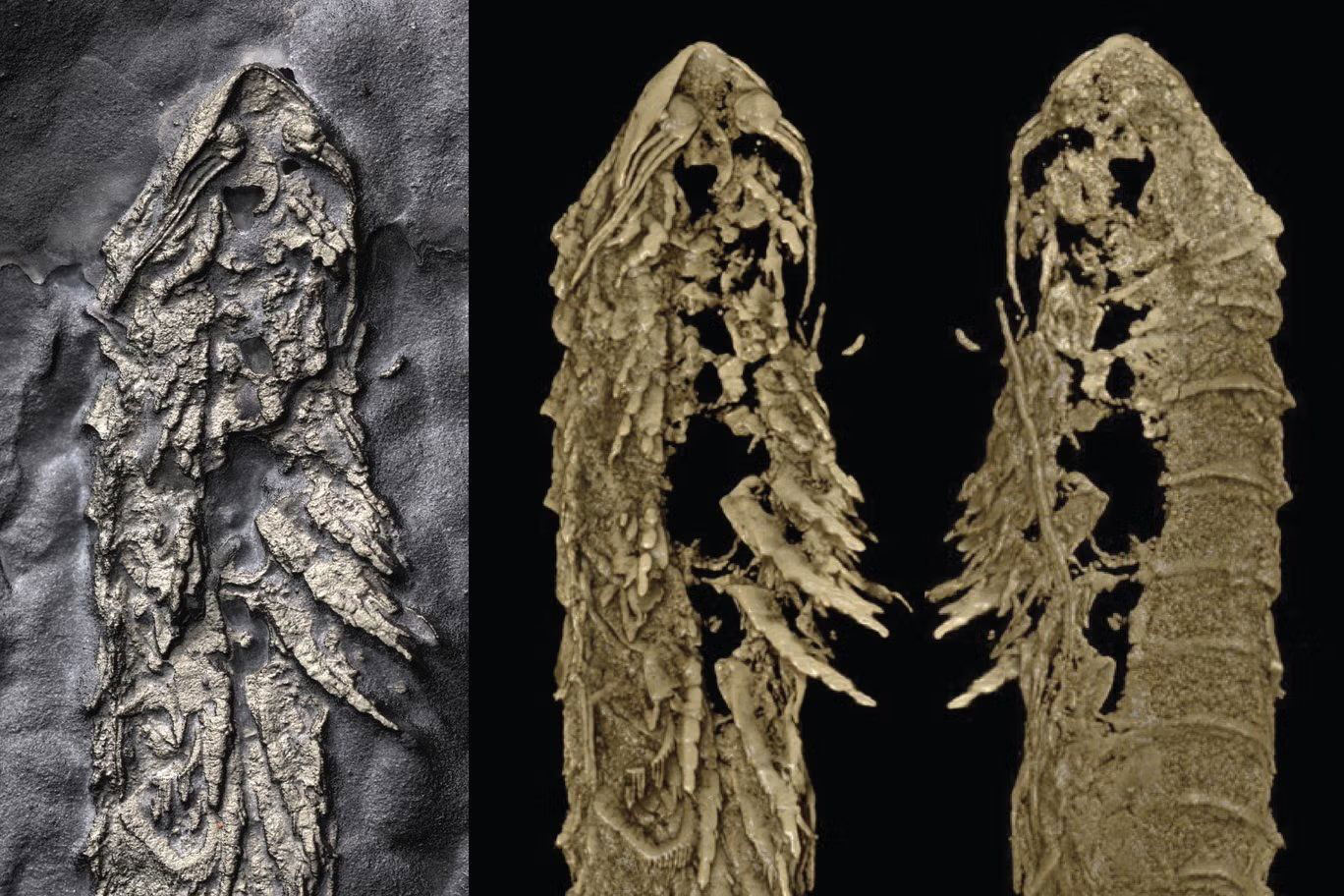 Scientists discover fossil of ancient spider relative preserved in fool ... Scientists discover fossil of ancient spider relative preserved in fool ...