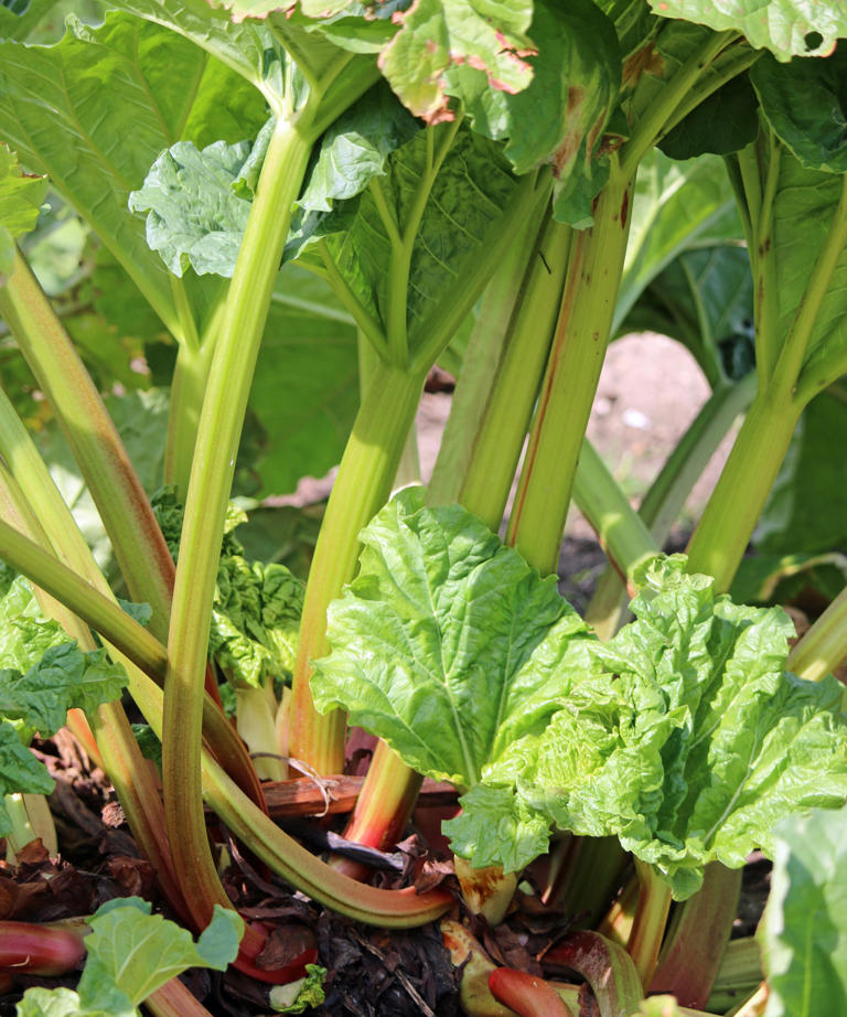 I grew rhubarb from seed for years – here’s exactly how to do it for ...