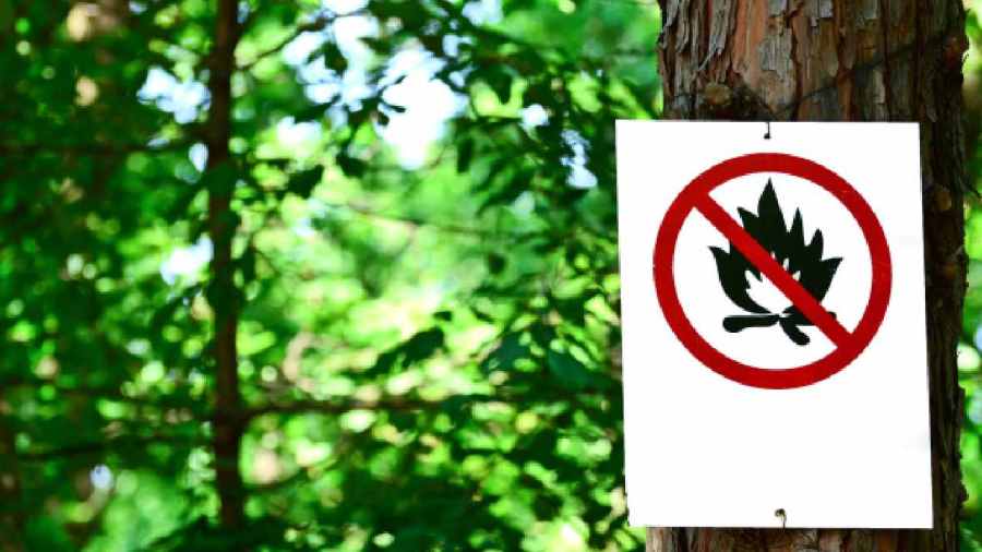Burn Ban takes effect Oct. 1 across West Virginia