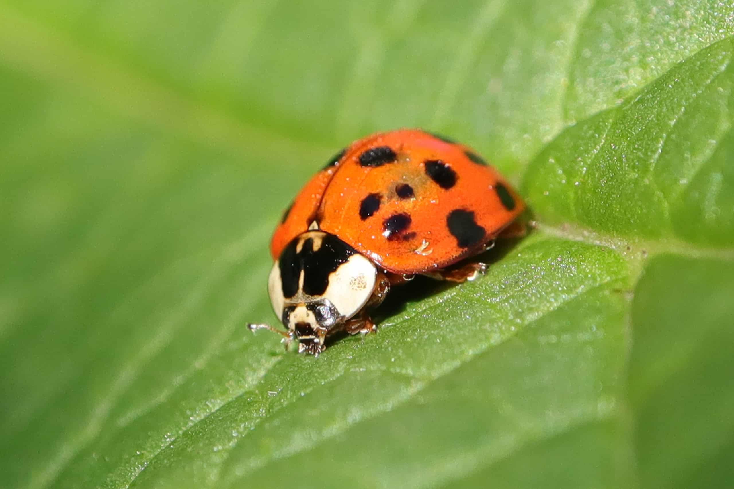 Where Do Ladybugs Go in the Winter?
