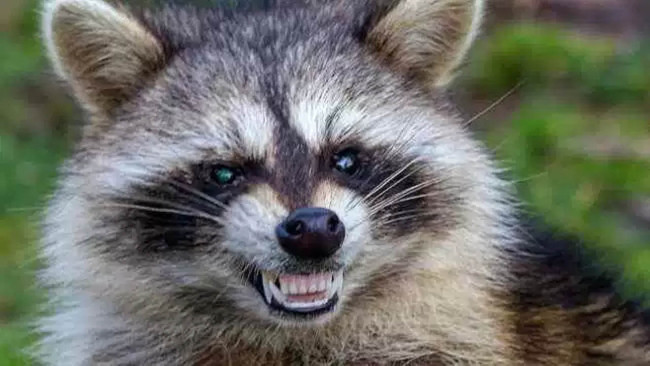 Raccoon tests positive for rabies in Chesapeake, resident undergoing ...