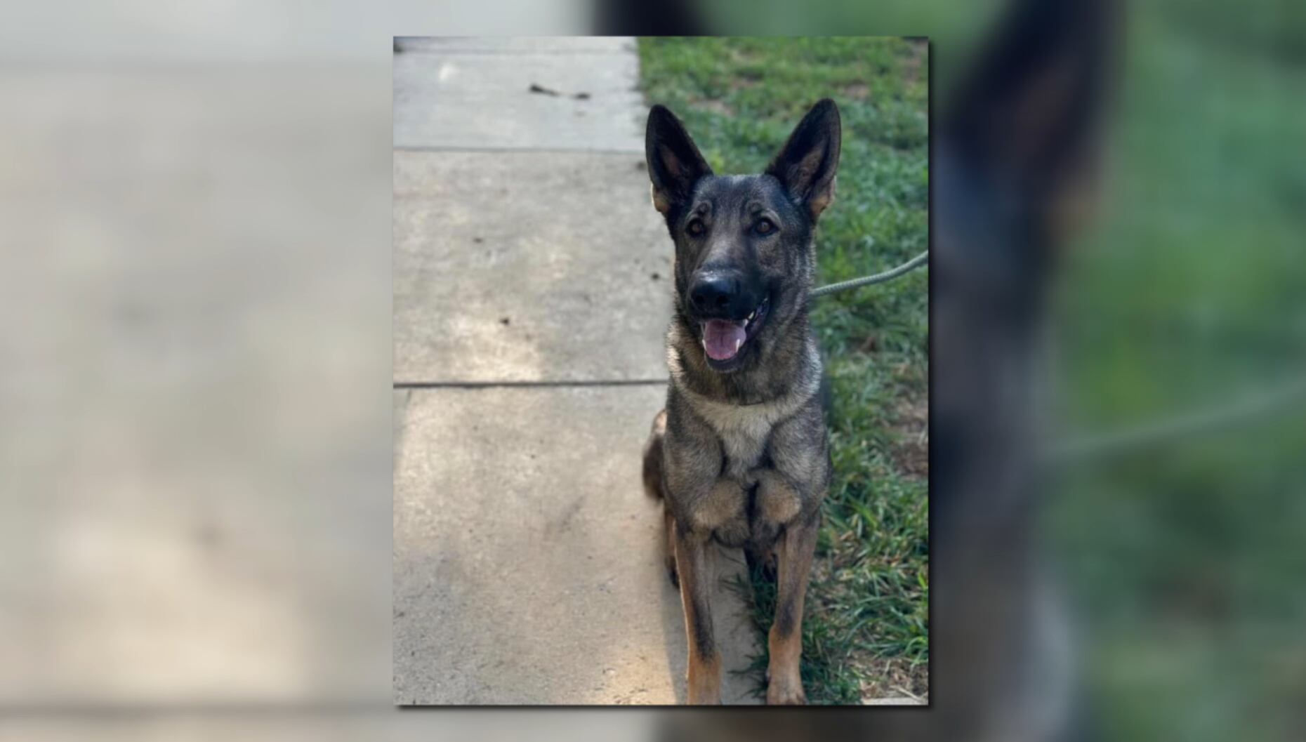 Community gathers at vigil for neglected dog in Page County