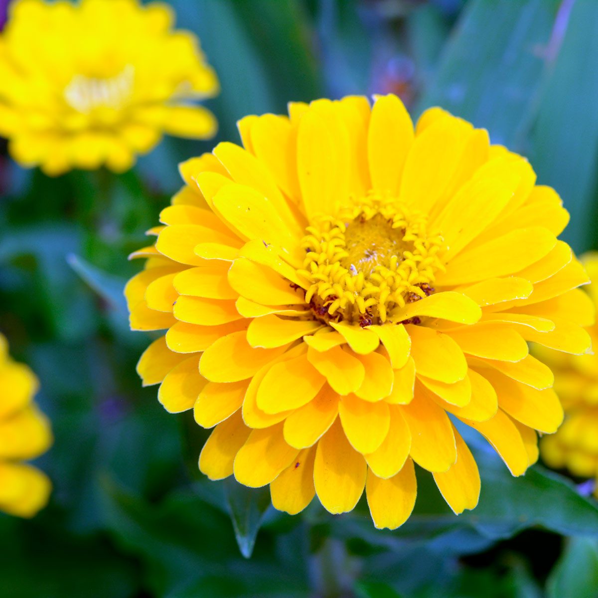 10 Yellow Flowers We’re Crazy About
