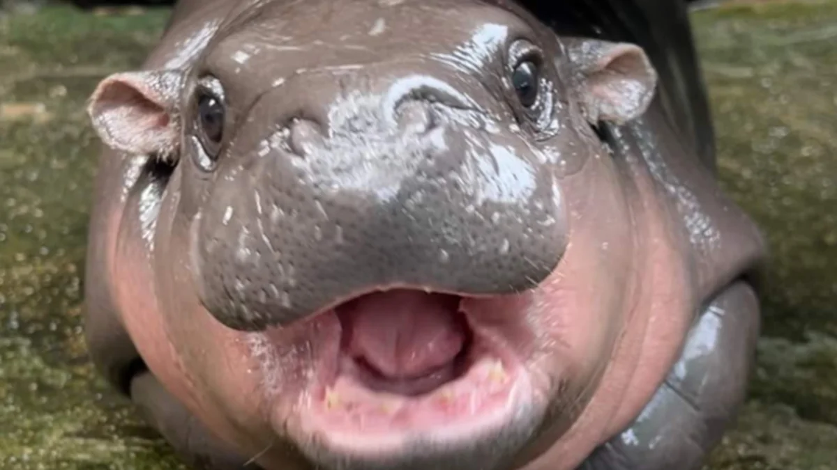 Qué ha sido de Moo Deng un año después: así es la hipopótamo más ...