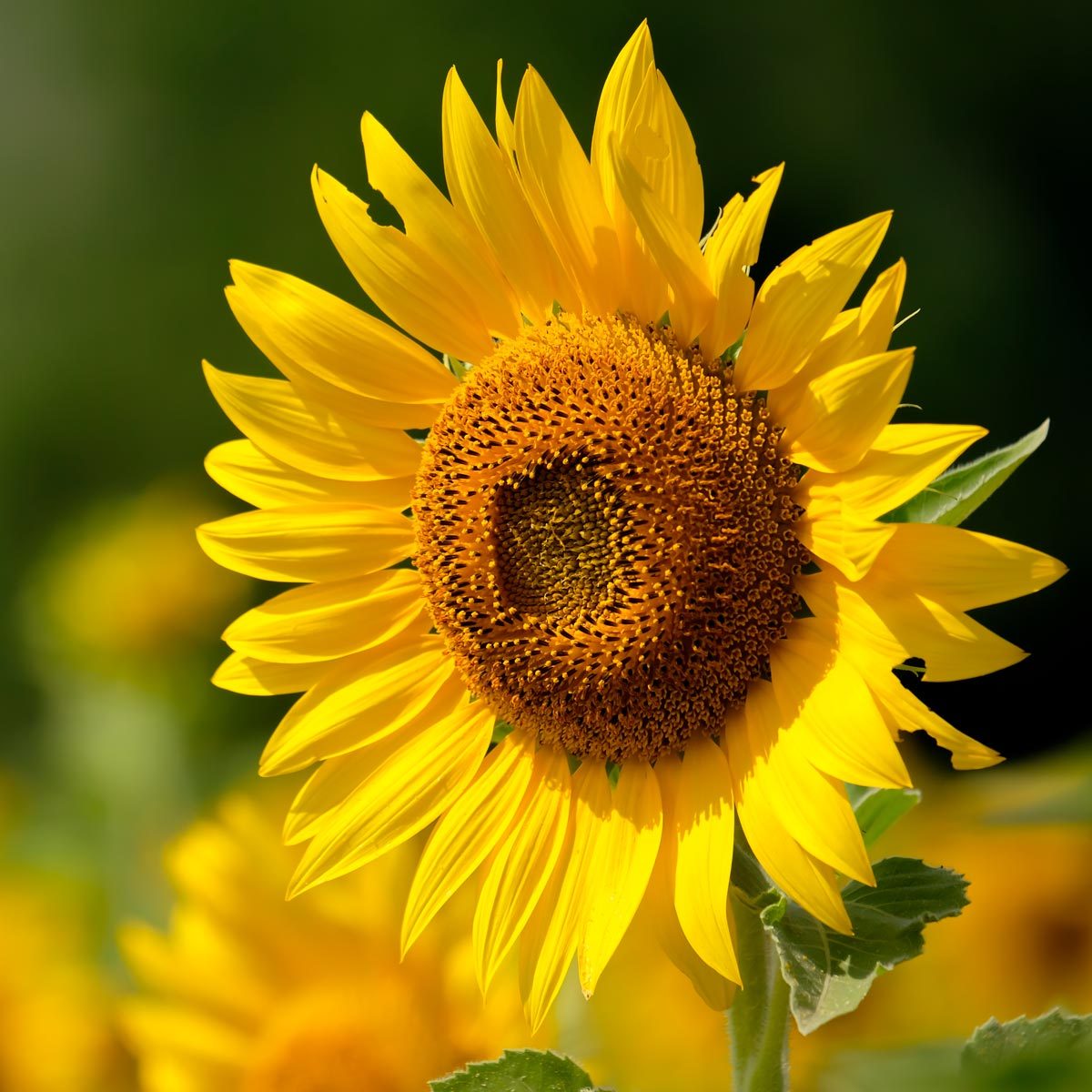 10 Yellow Flowers We’re Crazy About