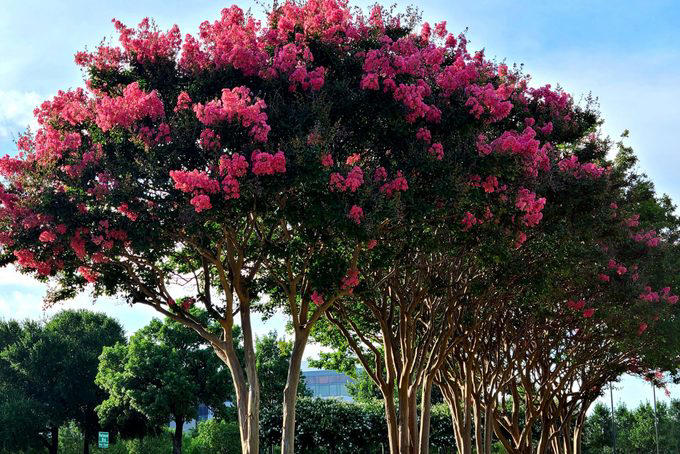 10 Types of Flowering Trees