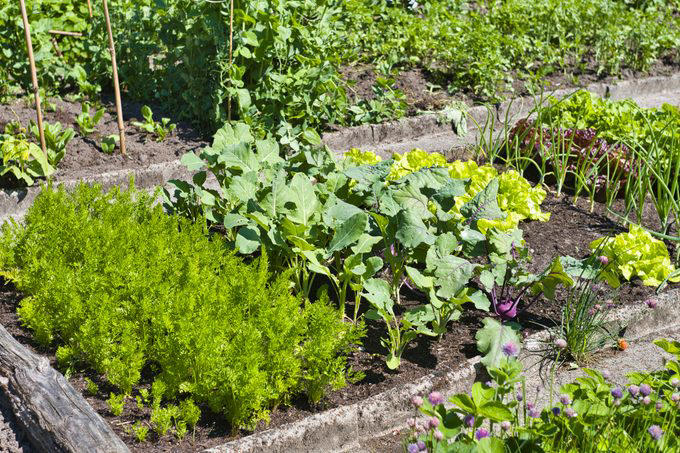 11 Organic Gardening Tips for Beginners