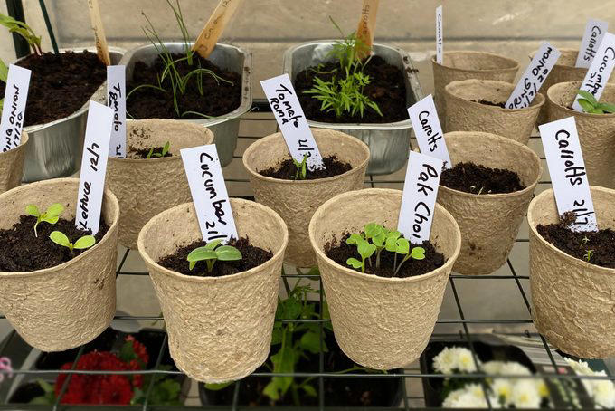 11 Organic Gardening Tips for Beginners