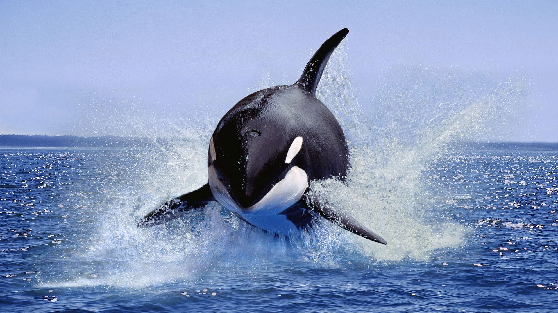 Orca news, features and articles Orca news, features and articles