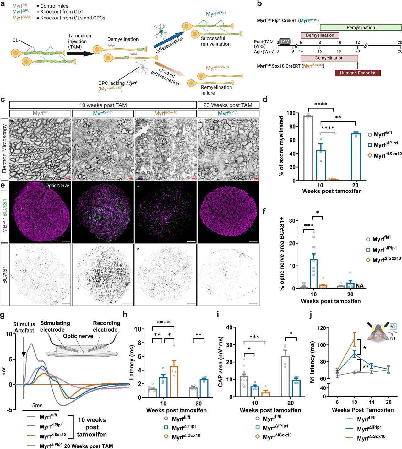 Researchers discover critical link between myelin repair failure and ... Researchers discover critical link between myelin repair failure and ...