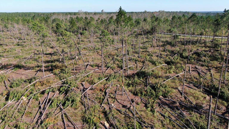 Georgia lawmakers approve $300M in farm and timber tax breaks after ...