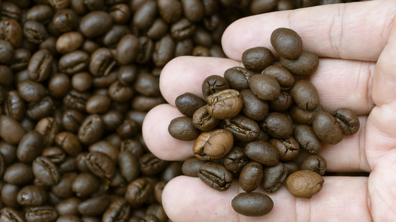 Robusta Vs Arabica Coffee: What's The Difference?