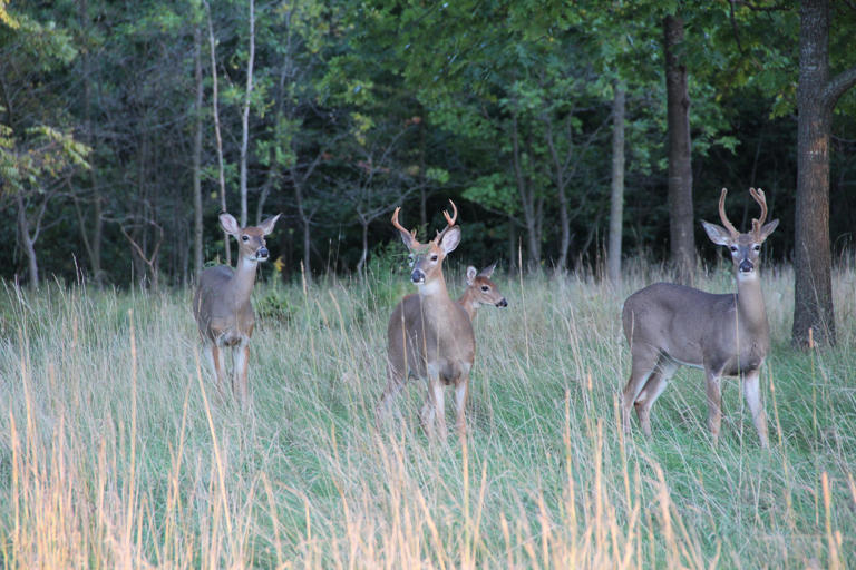 Wisconsin deer hunting season will feature new units, bump in ...
