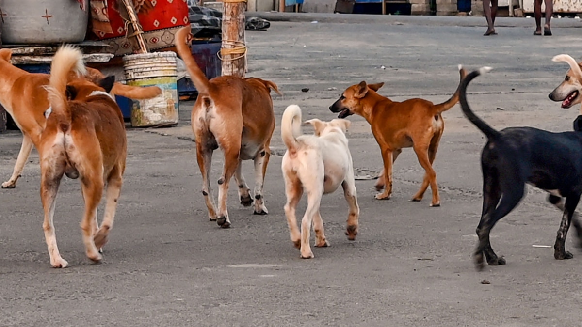 UP Shocker! Stray Dogs Seen Eating Head Of Newborn After It Is Declared ...