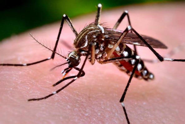 What is dengue fever? Mosquito-borne disease rises in US. Where it's ...