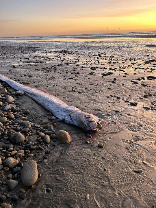 Rare ‘doomsday’ oarfish on display at Birch Aquarium after washing up ...