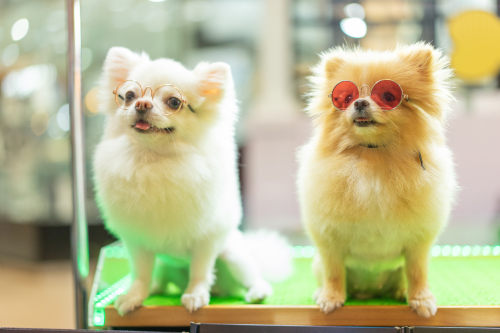 13 Yappy Dogs Breeds That Can Not Be Left Alone