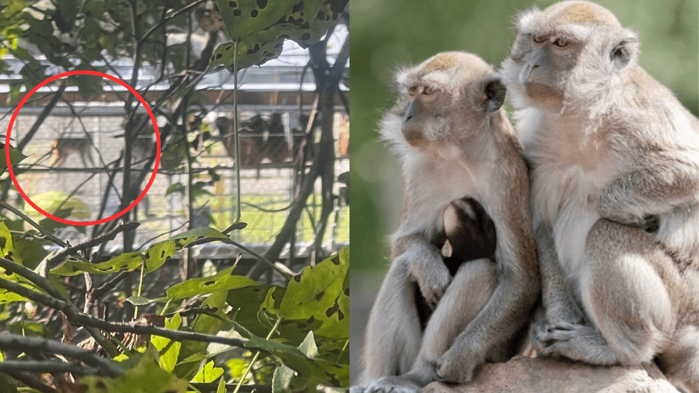 Yemassee police confirm safe recapture of all 43 escaped monkeys from ...