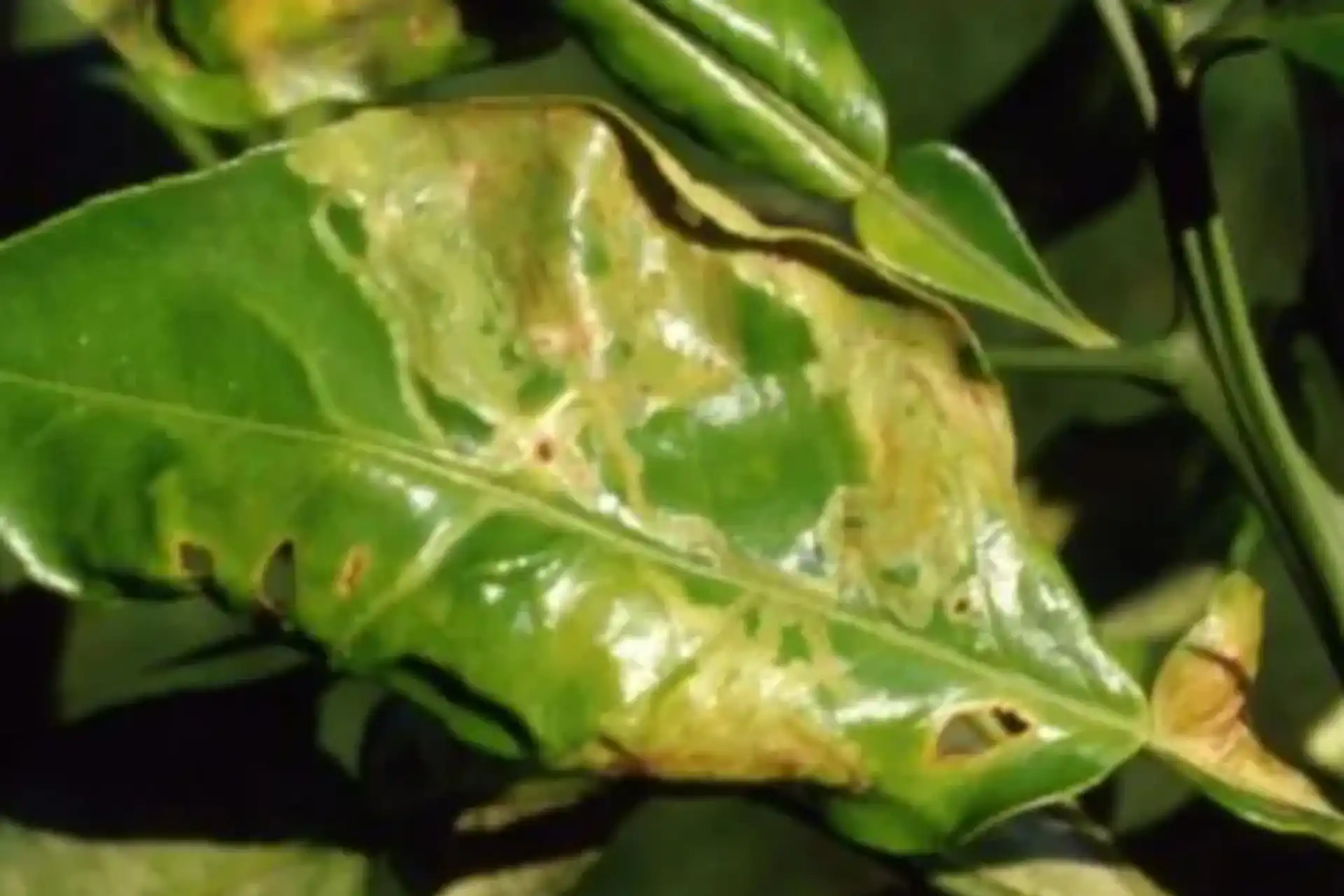 Parassiti e malattie del limone: Identificazione e rimedi