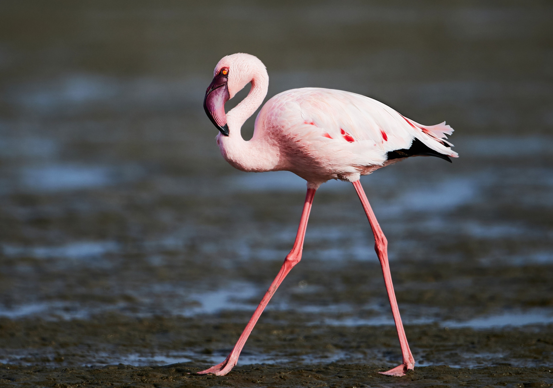 30 fun facts about fabulous flamingos