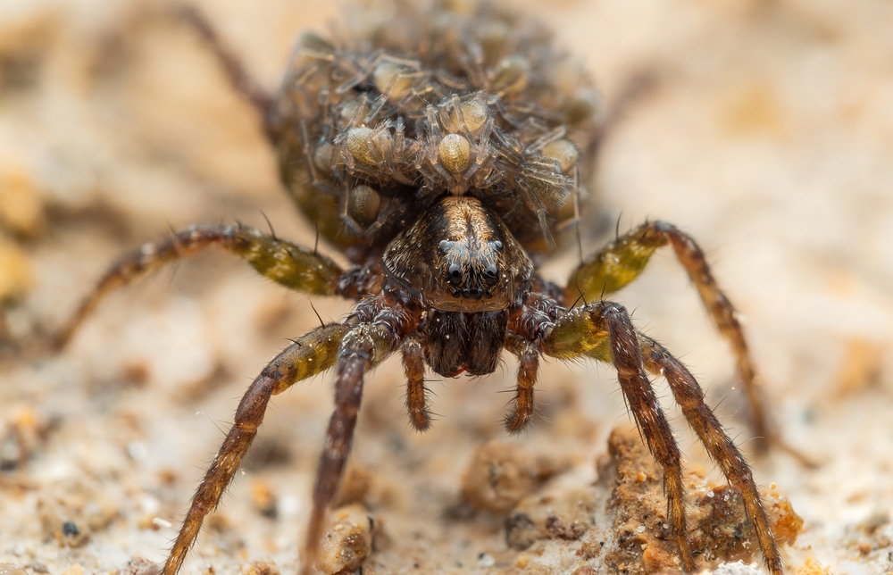 15 Terrifying-Looking Spiders that are Actually Harmless to Humans