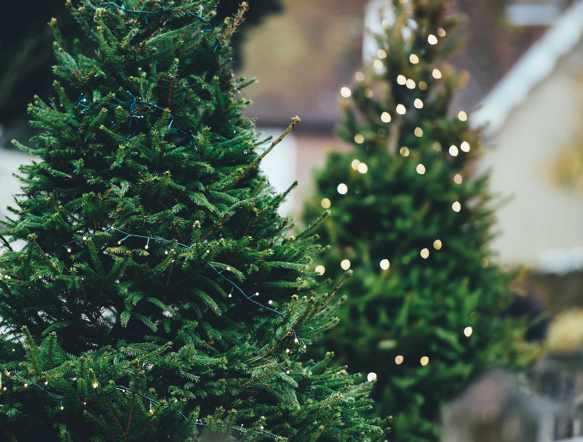 Where you can find a real Christmas tree in Iowa