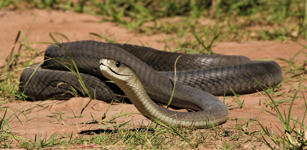 13 Snakes with Terrifying Hunting Tactics That Will Make Your Blood Run ...