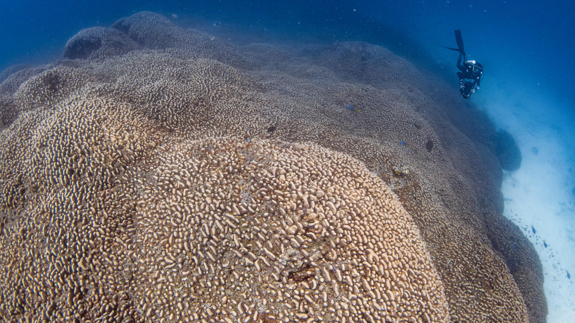Researchers discover world's largest coral colony in Pacific Ocean Researchers discover world's largest coral colony in Pacific Ocean