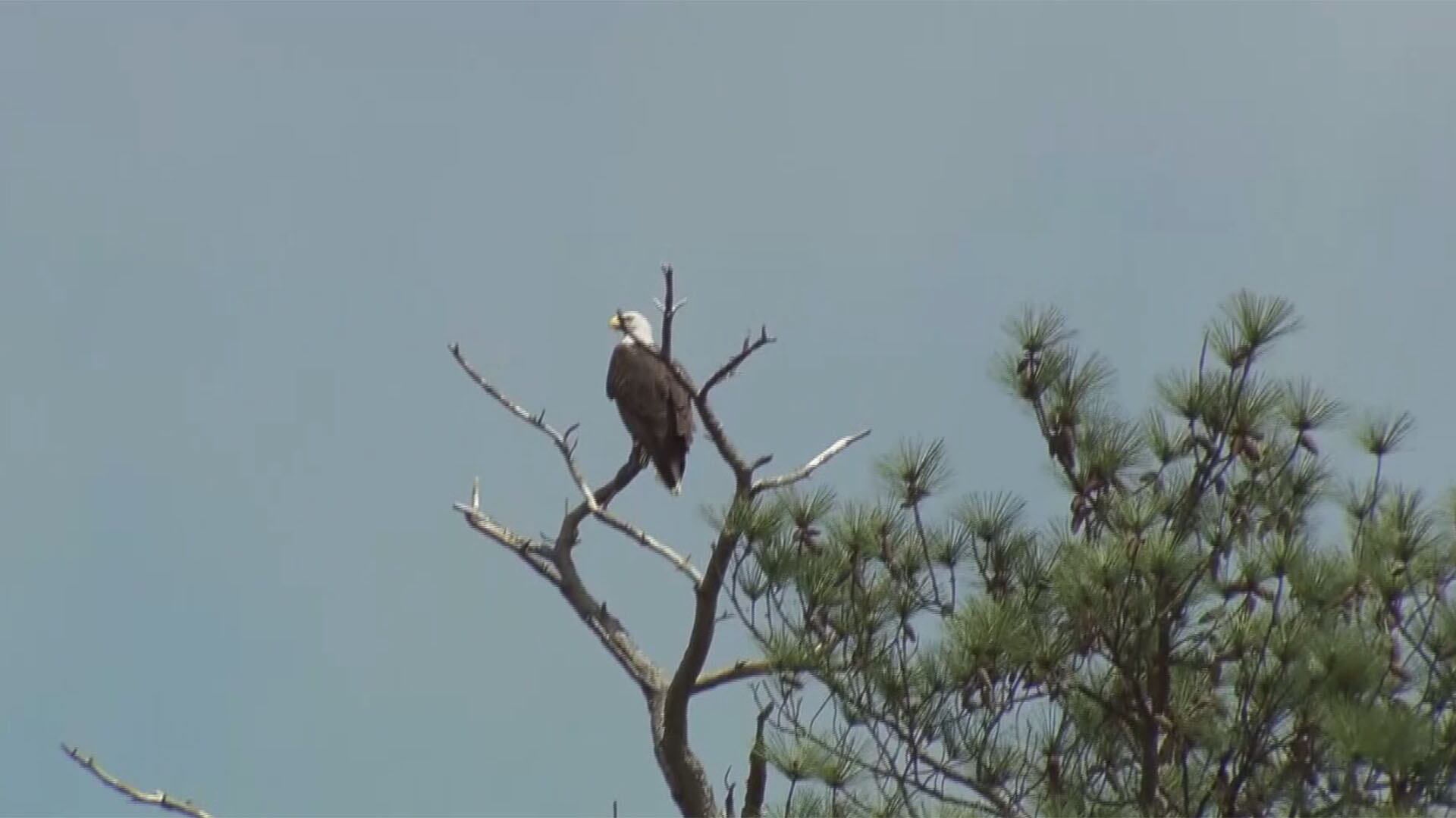 Authorities offer reward for info on bald eagle found shot in Bridport Authorities offer reward for info on bald eagle found shot in Bridport
