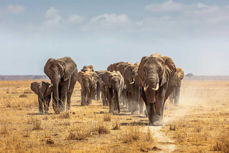 African Elephants: The Largest Animal on Earth