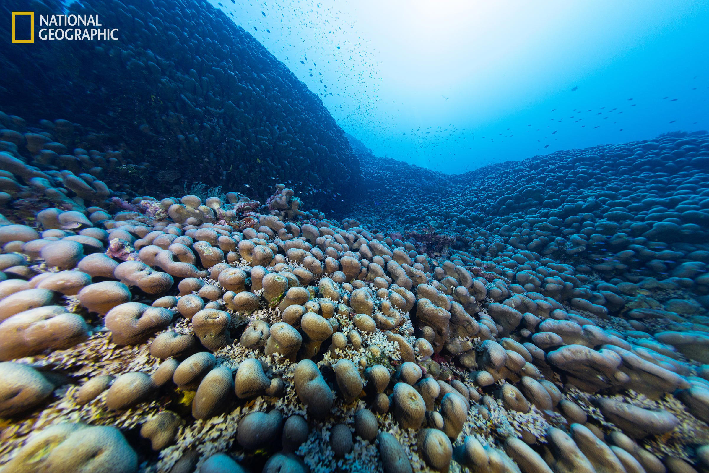 Scientists discover world's largest coral colony: Watch as divers ... Scientists discover world's largest coral colony: Watch as divers ...