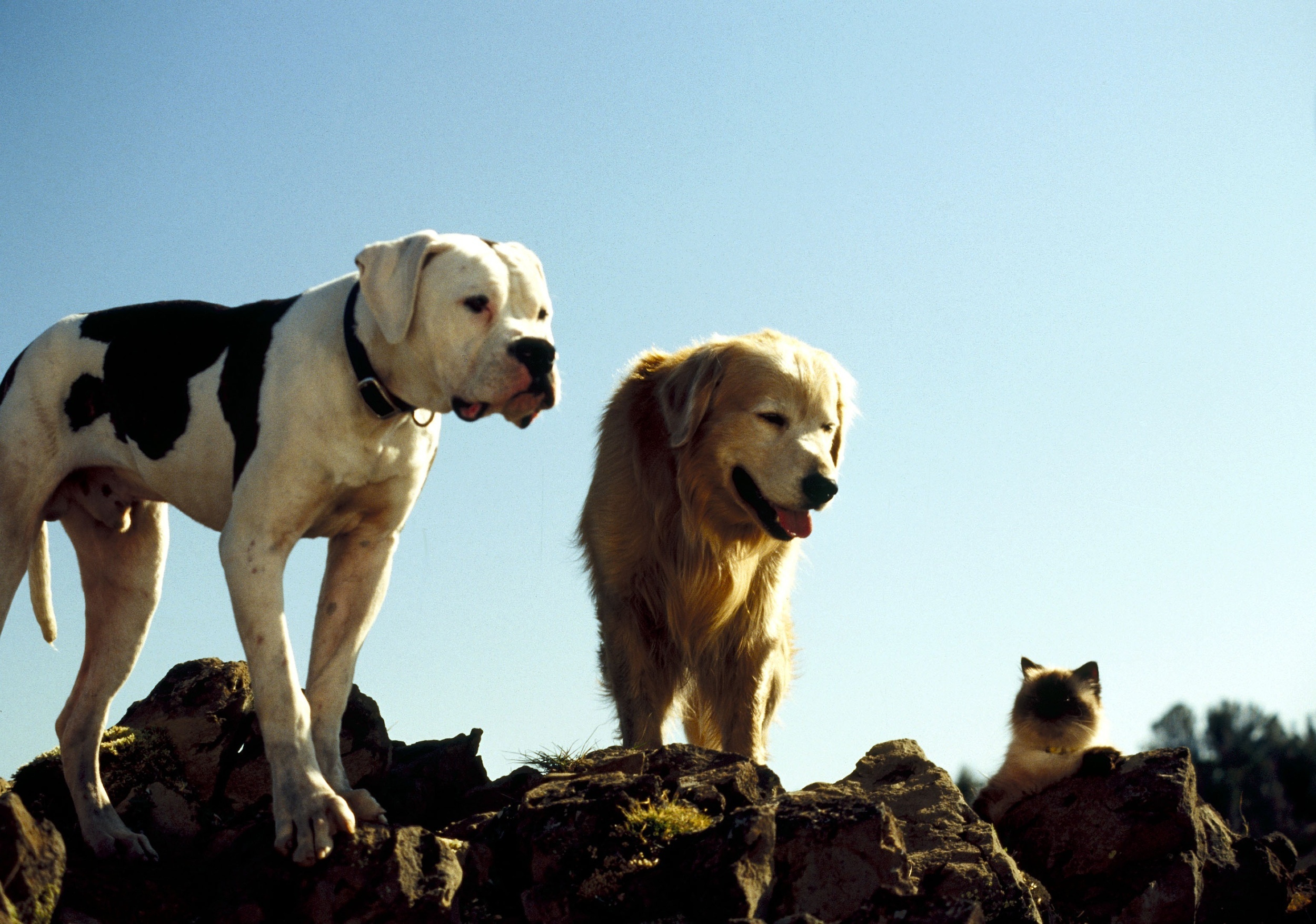 Top dogs: The 20 most recognizable canine film stars