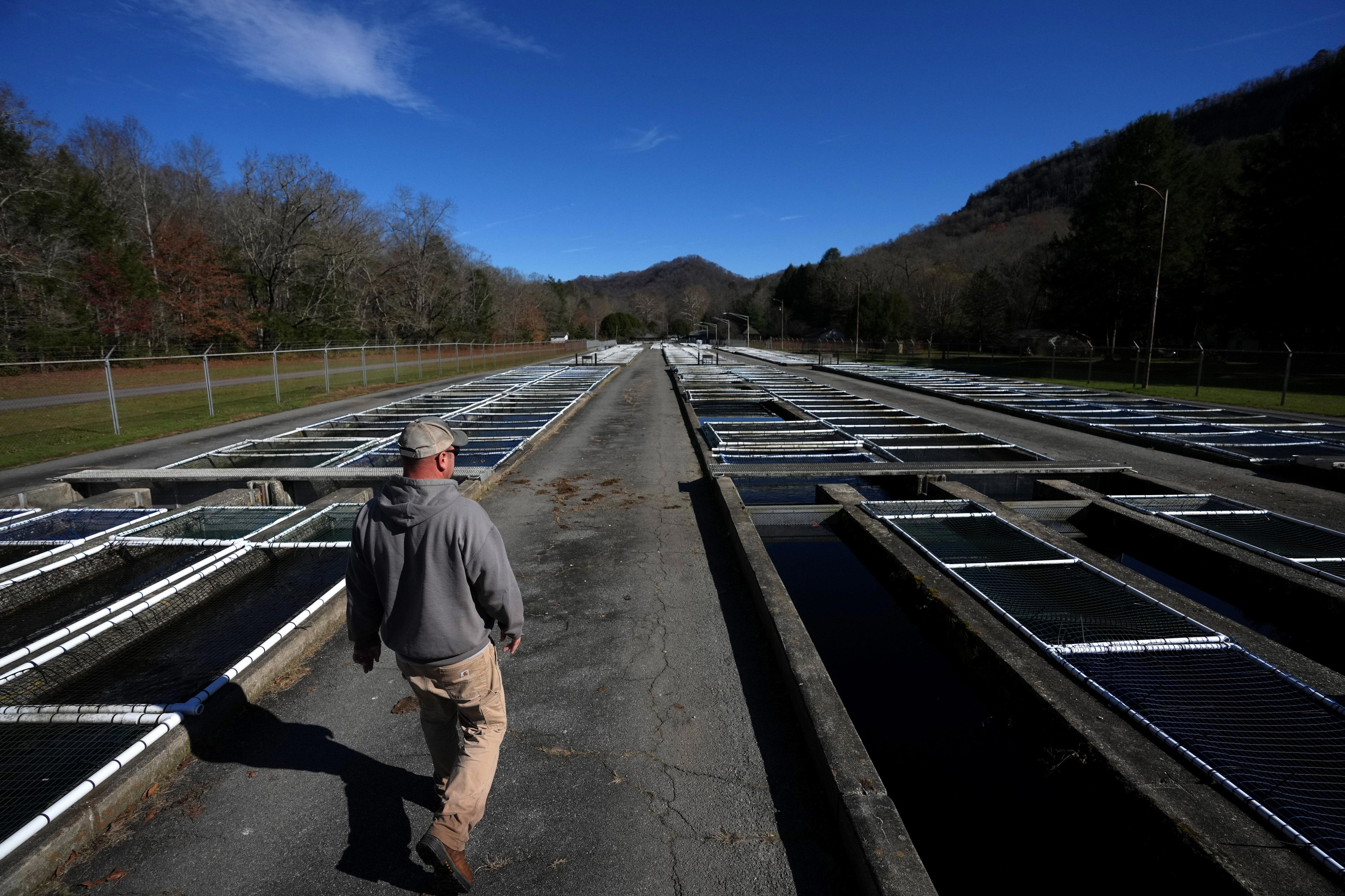 NC's largest trout hatchery emptied for $50M renovation. What to know