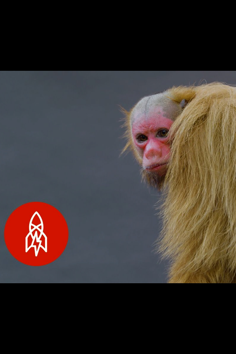Der einzigartige Kahlkopf-Uakari, ein Bewohner des Regenwaldes mit ...