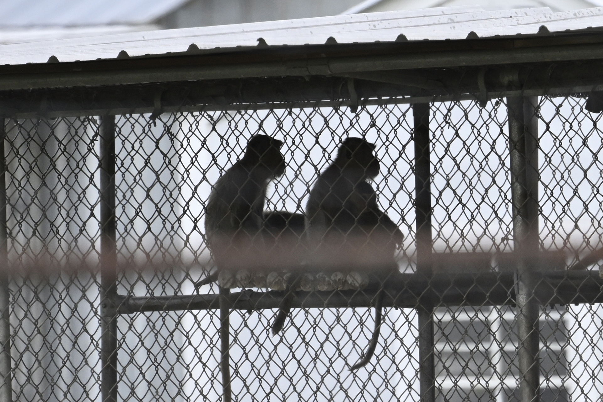 This is what happened when Yale scientists introduced money to monkeys