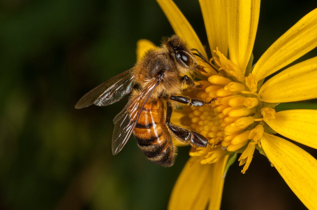 10 Shocking Reasons Why Humans Cannot Survive Without Bees